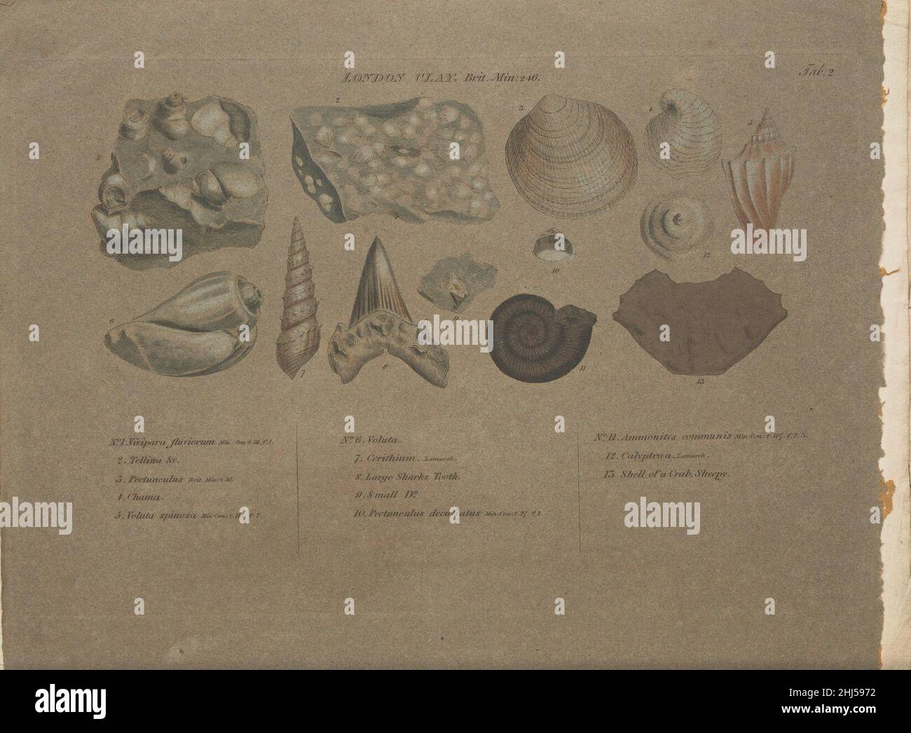Strata identified by organized fossils (Tab. 2 Stock Photo - Alamy
