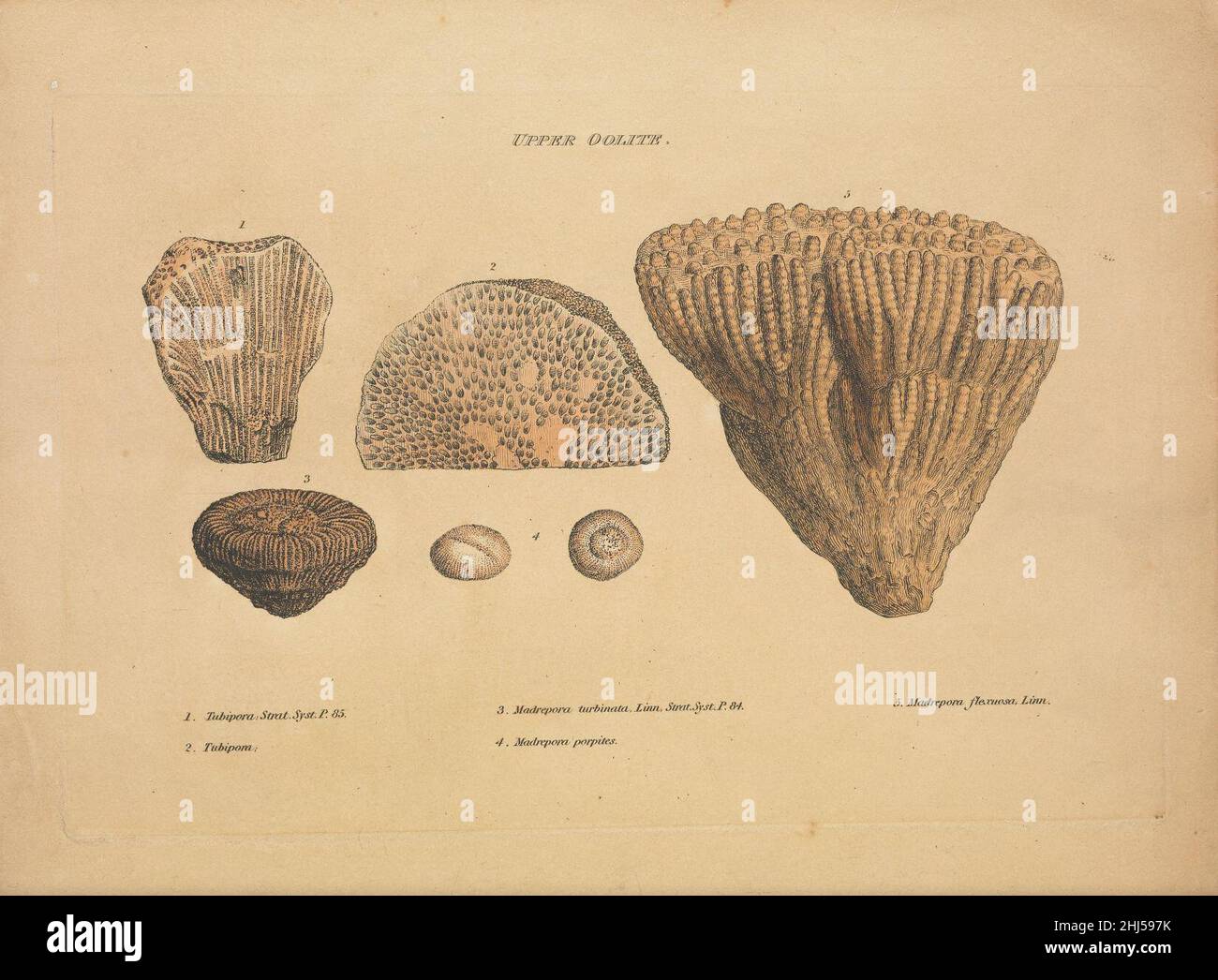 Strata identified by organized fossils Stock Photo - Alamy