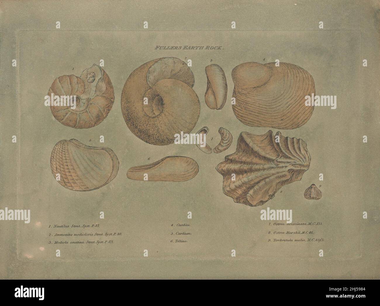 Strata identified by organized fossils Stock Photo - Alamy
