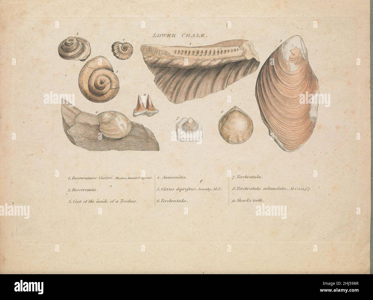 Strata identified by organized fossils Stock Photo - Alamy