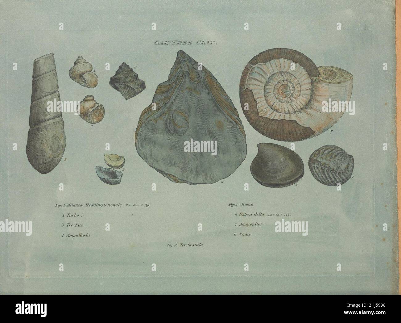 Strata identified by organized fossils Stock Photo - Alamy