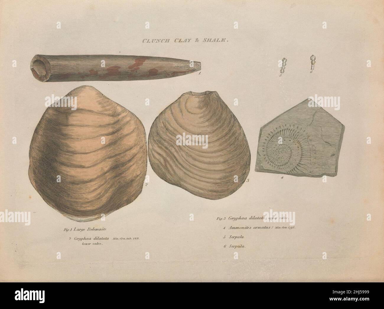 Strata identified by organized fossils Stock Photo - Alamy