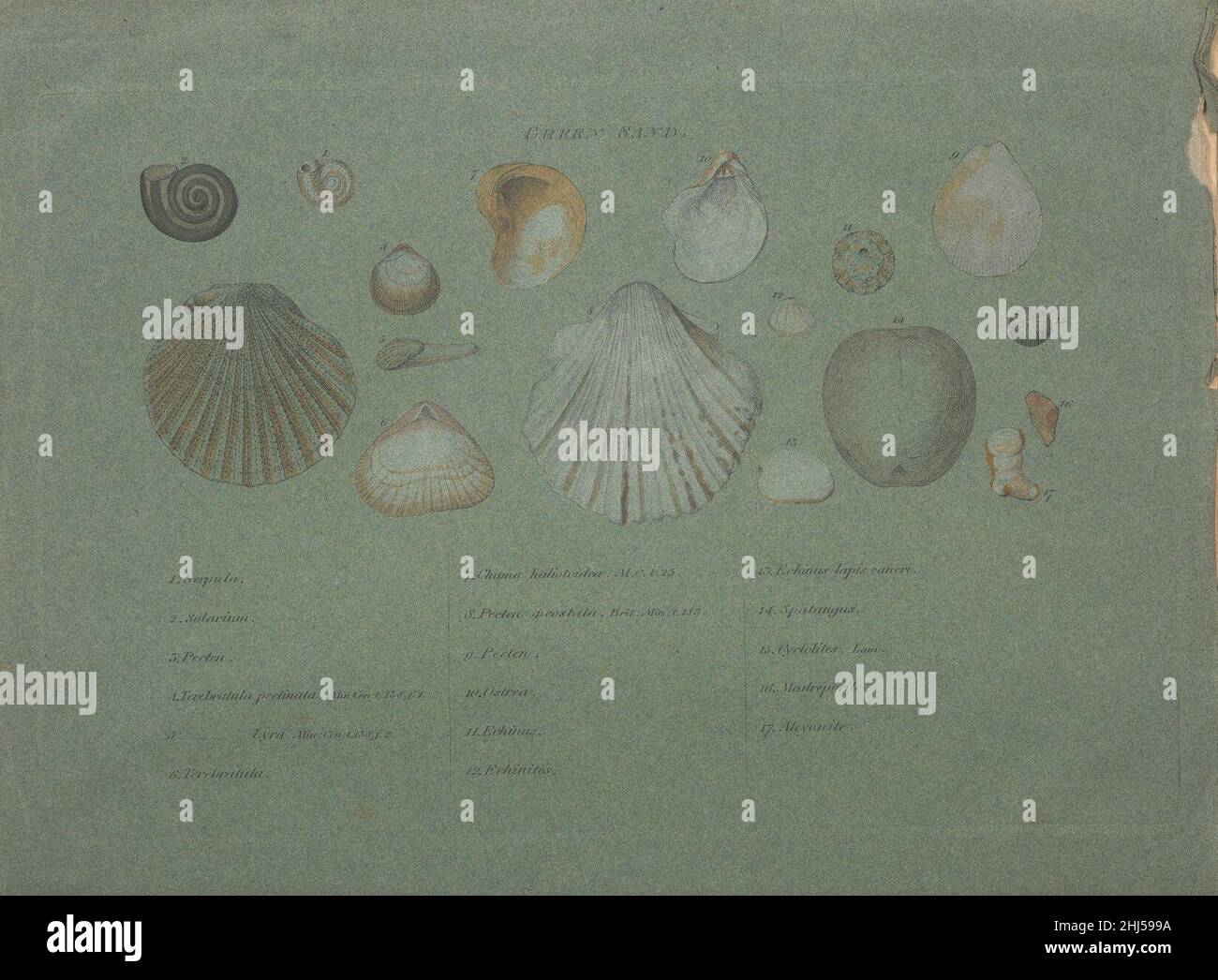 Strata identified by organized fossils Stock Photo - Alamy