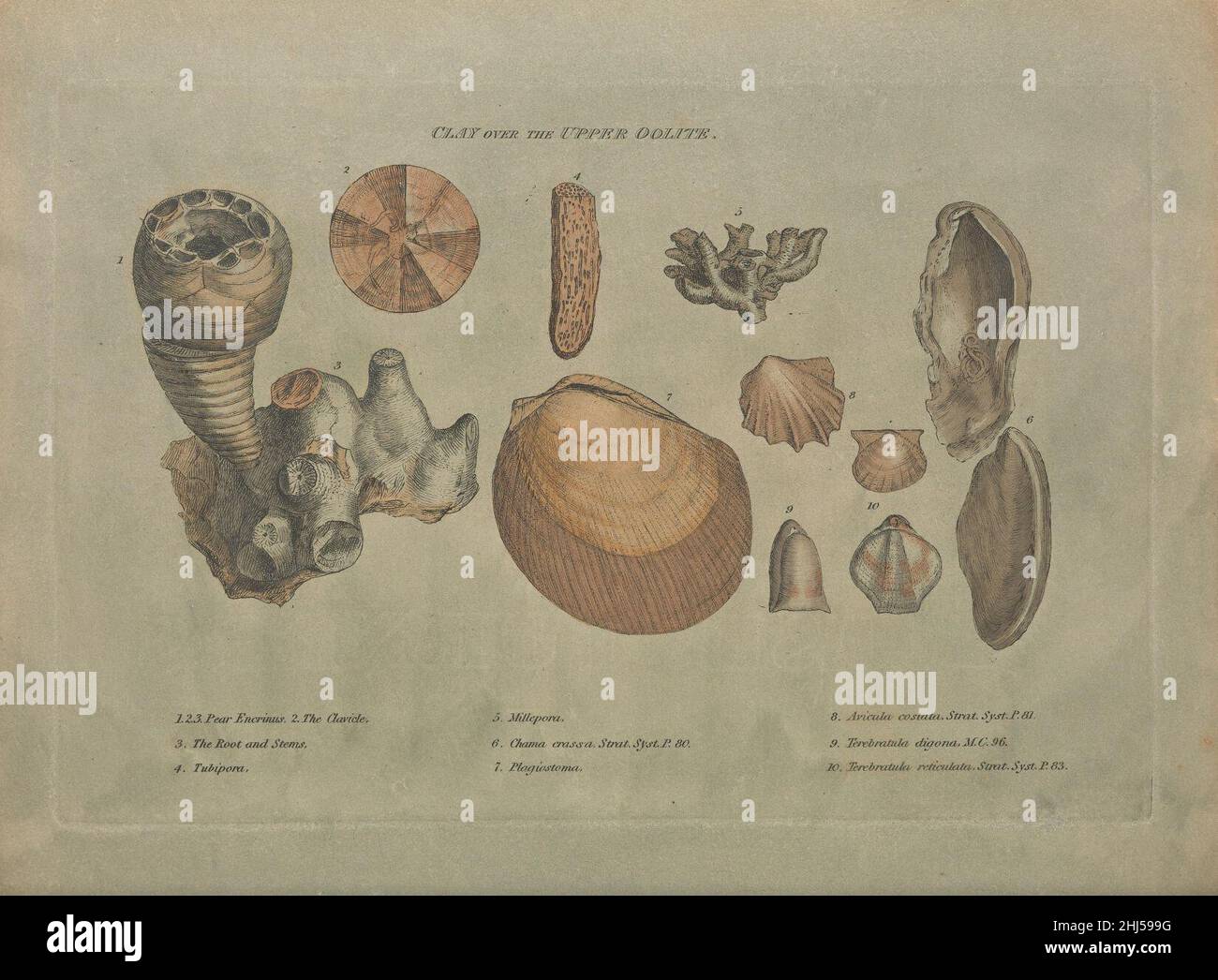 Strata identified by organized fossils hi-res stock photography and ...