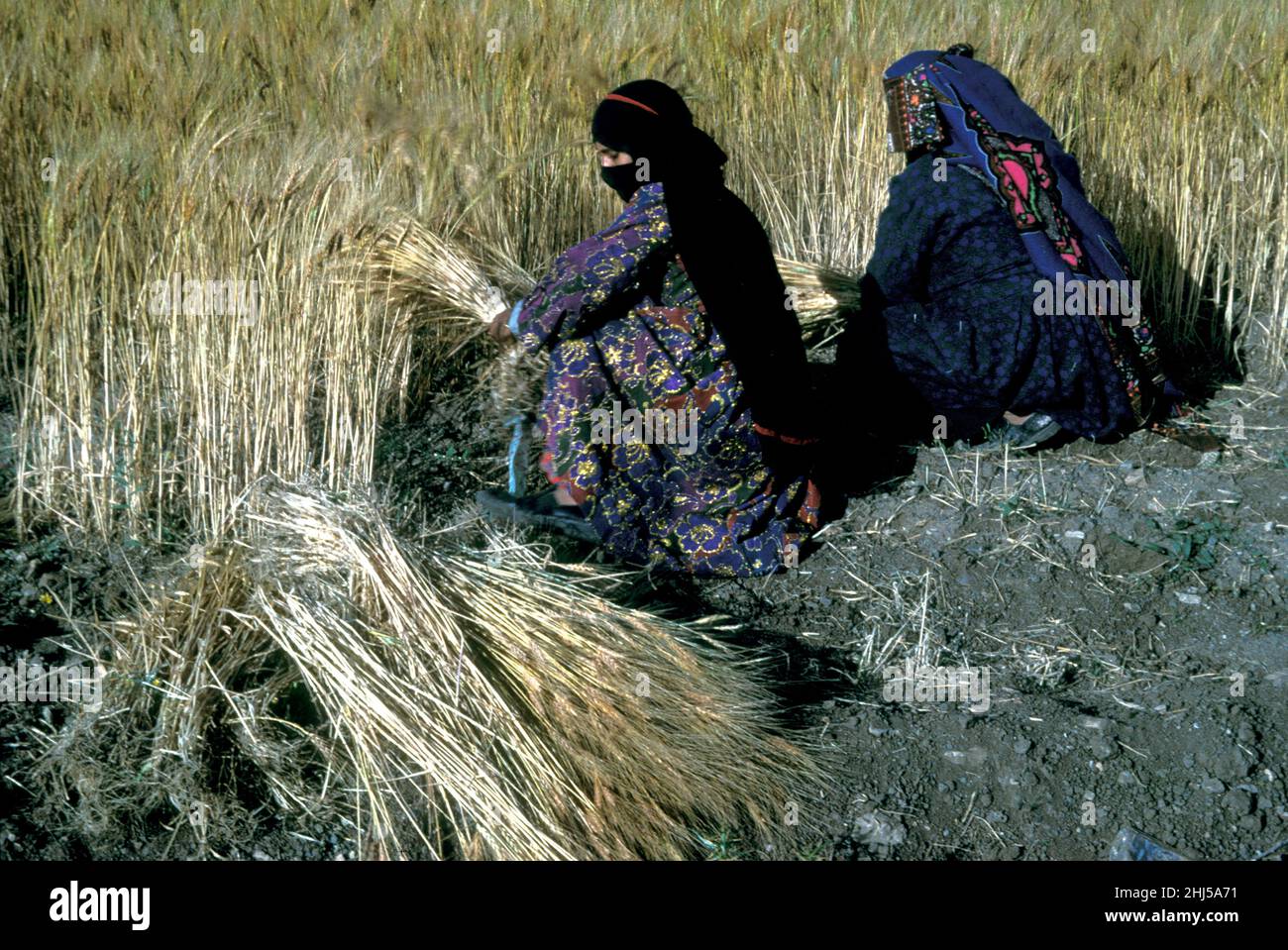 Two women harvesting wheat using hand sickles, central plateau of Yemen ...