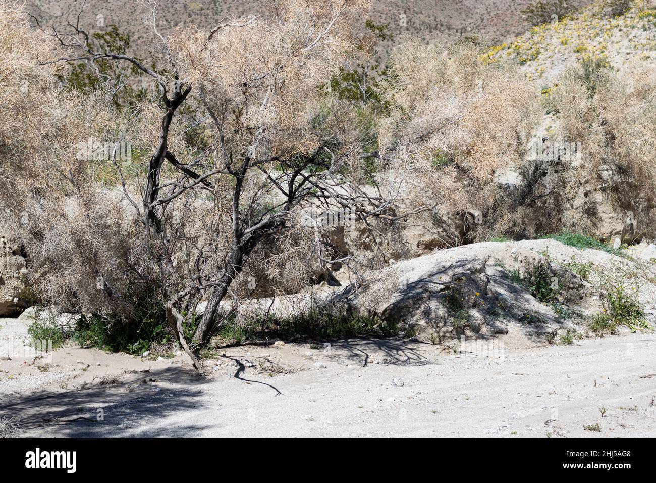 Desert brush hi-res stock photography and images - Alamy