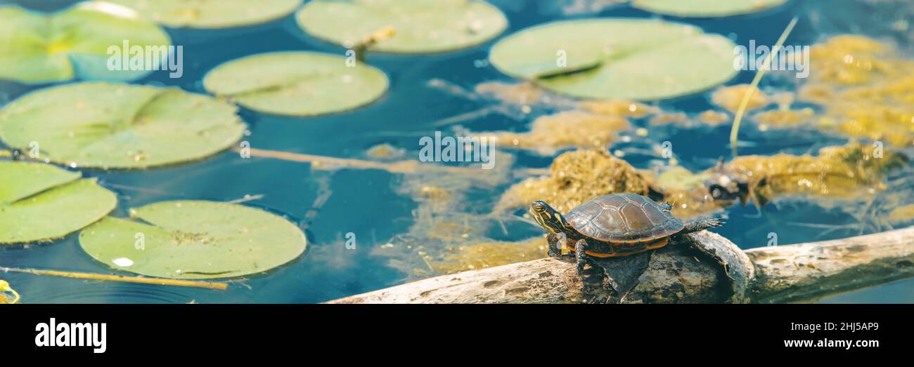 Aquatic animal wetland animal hi-res stock photography and images - Alamy