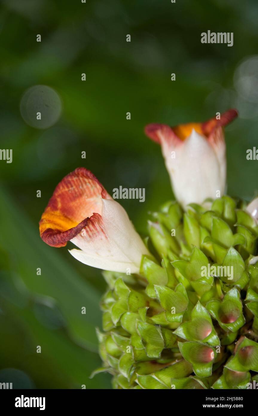 Strawberry Bud flower, Costus spiralis, Singapore Botanic Gardens ...