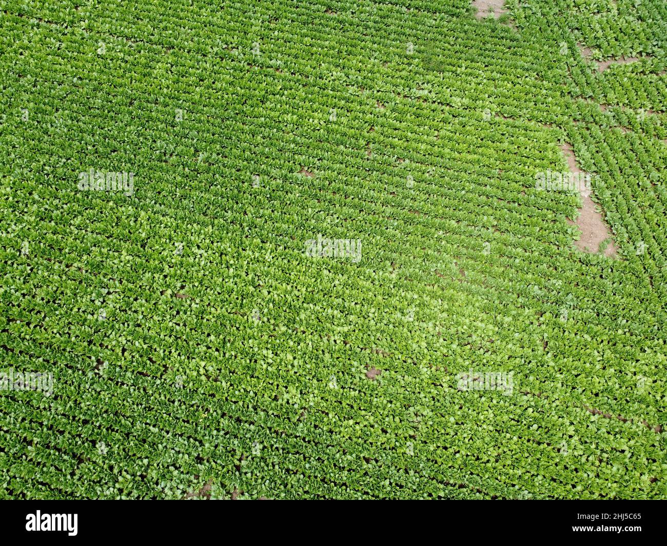 Aerial view of an agricultural field with grain planted in spring in ...
