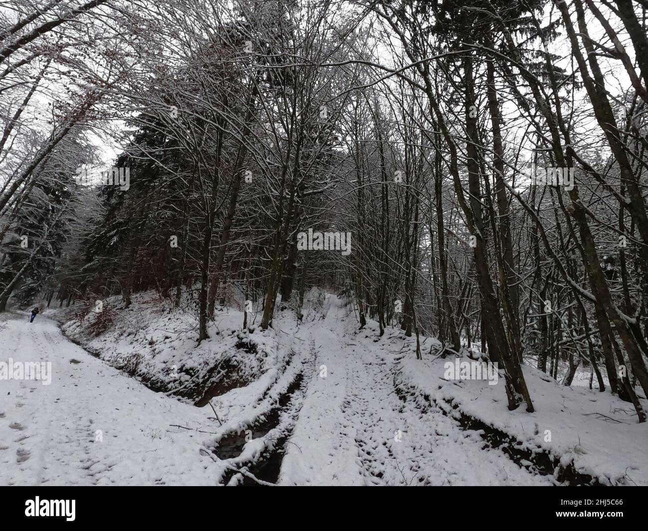 Landscape view of snow-capped forest in winter Stock Photo - Alamy