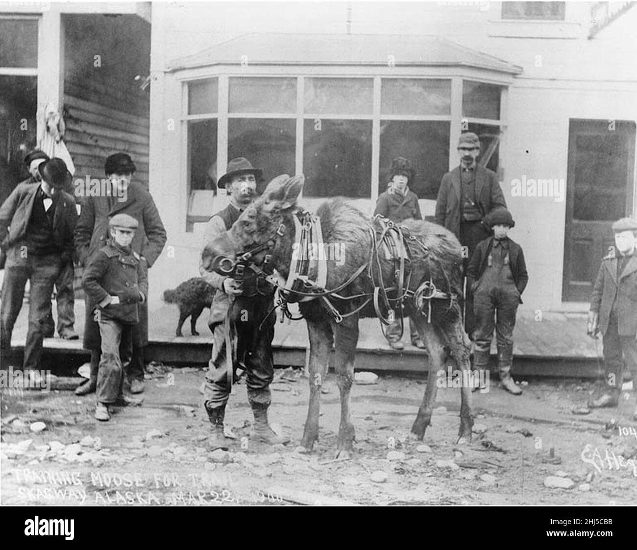 Street scene showing man standing with moose in harness, Skagway ...