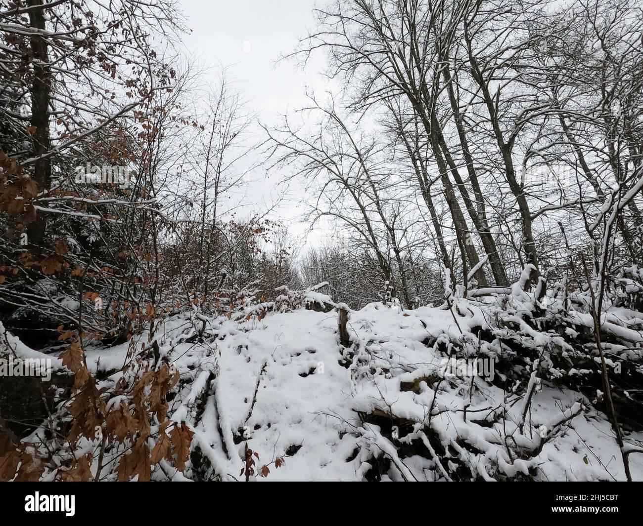 Landscape view of snow-capped forest in winter Stock Photo - Alamy