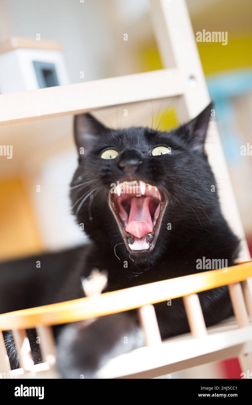 Vertical shot of aggressive black cat face Stock Photo - Alamy