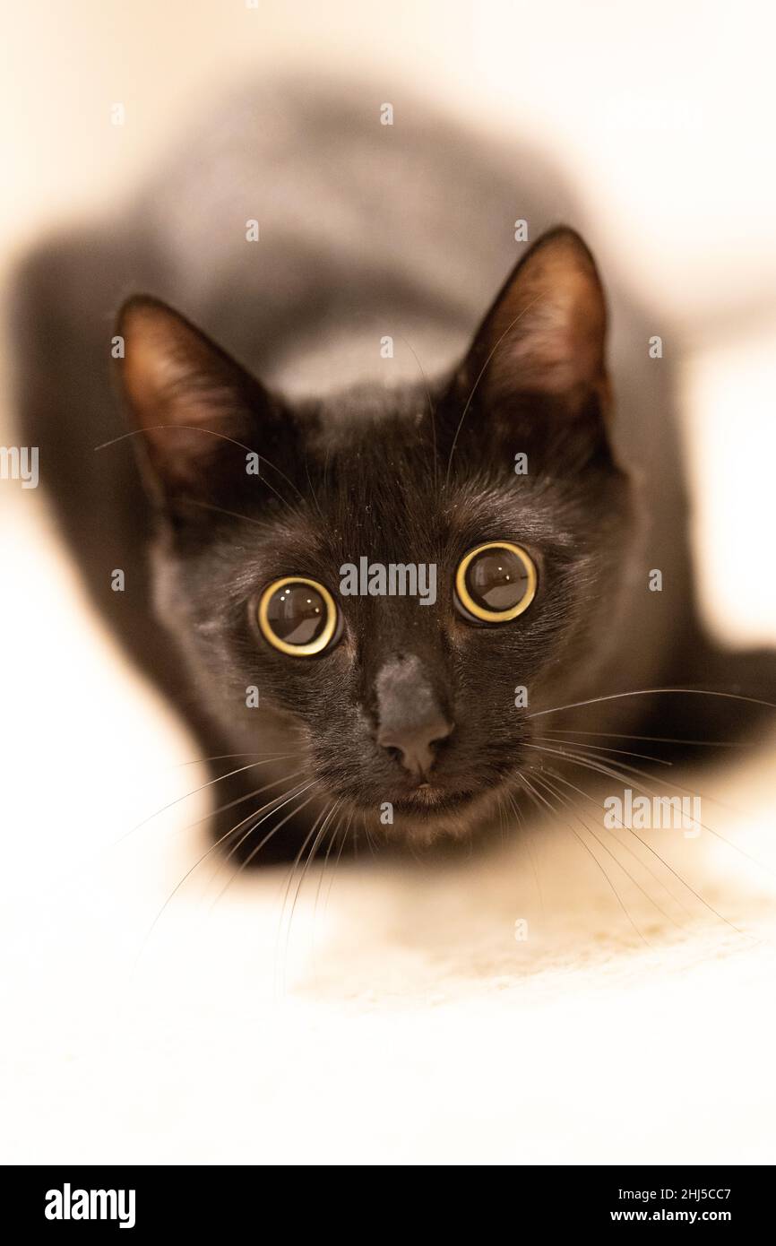 Vertical shot of black cat with huge eyes looking at the camera Stock ...