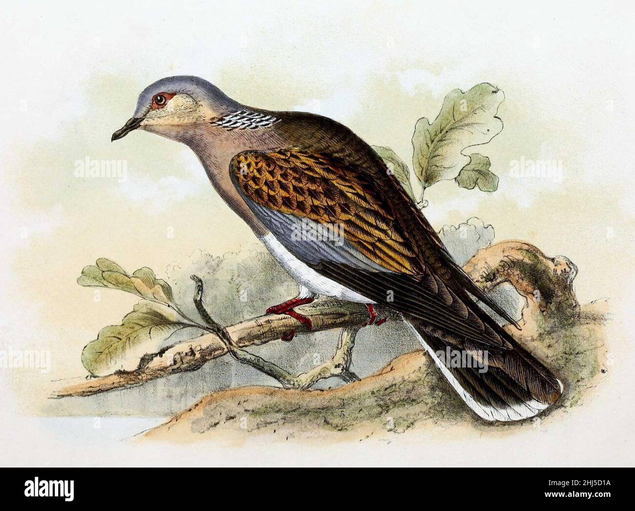 Streptopelia turtur 1869 Stock Photo - Alamy