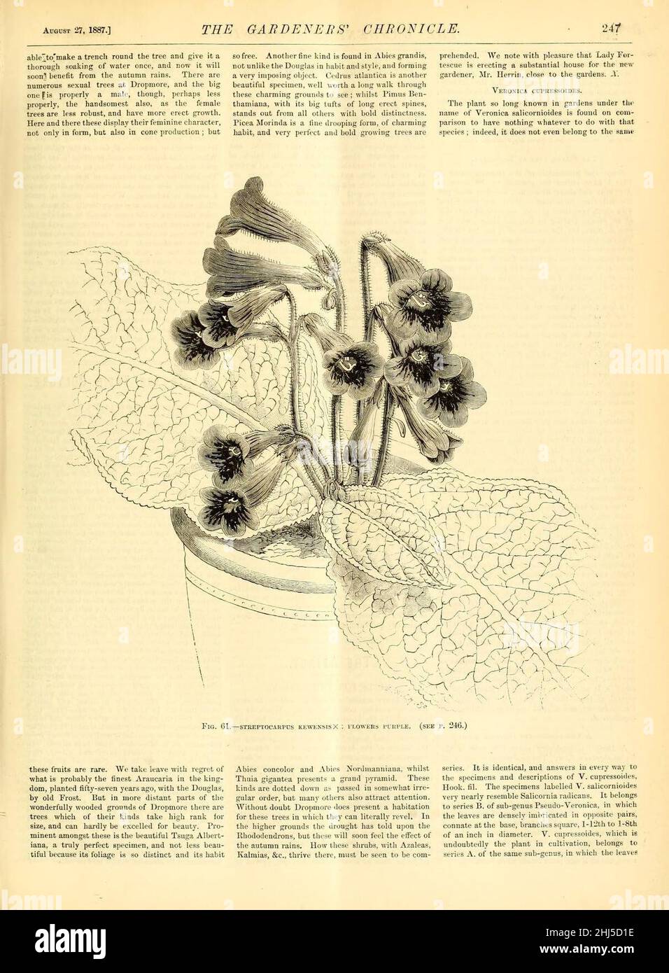 Streptocarpus × kewensis Stock Photo - Alamy