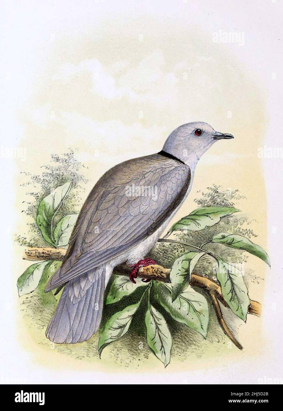 Risoria hi-res stock photography and images - Alamy