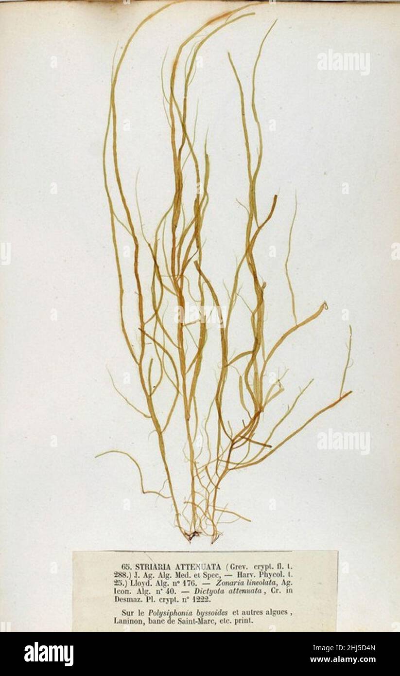 Striaria attenuata Crouan Stock Photo - Alamy