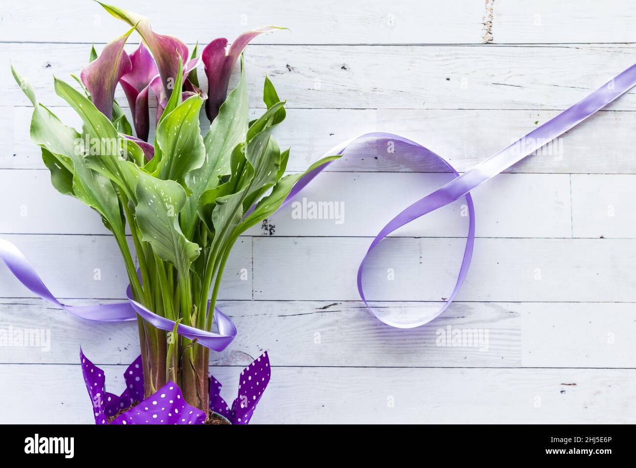 Purple cala lilies hi-res stock photography and images - Alamy