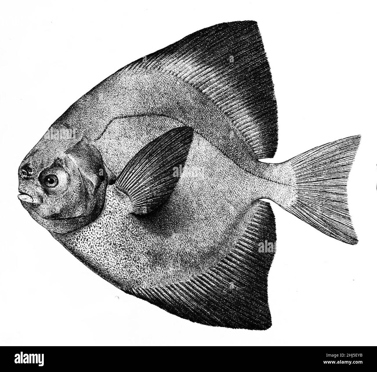 Stromateus hi-res stock photography and images - Alamy