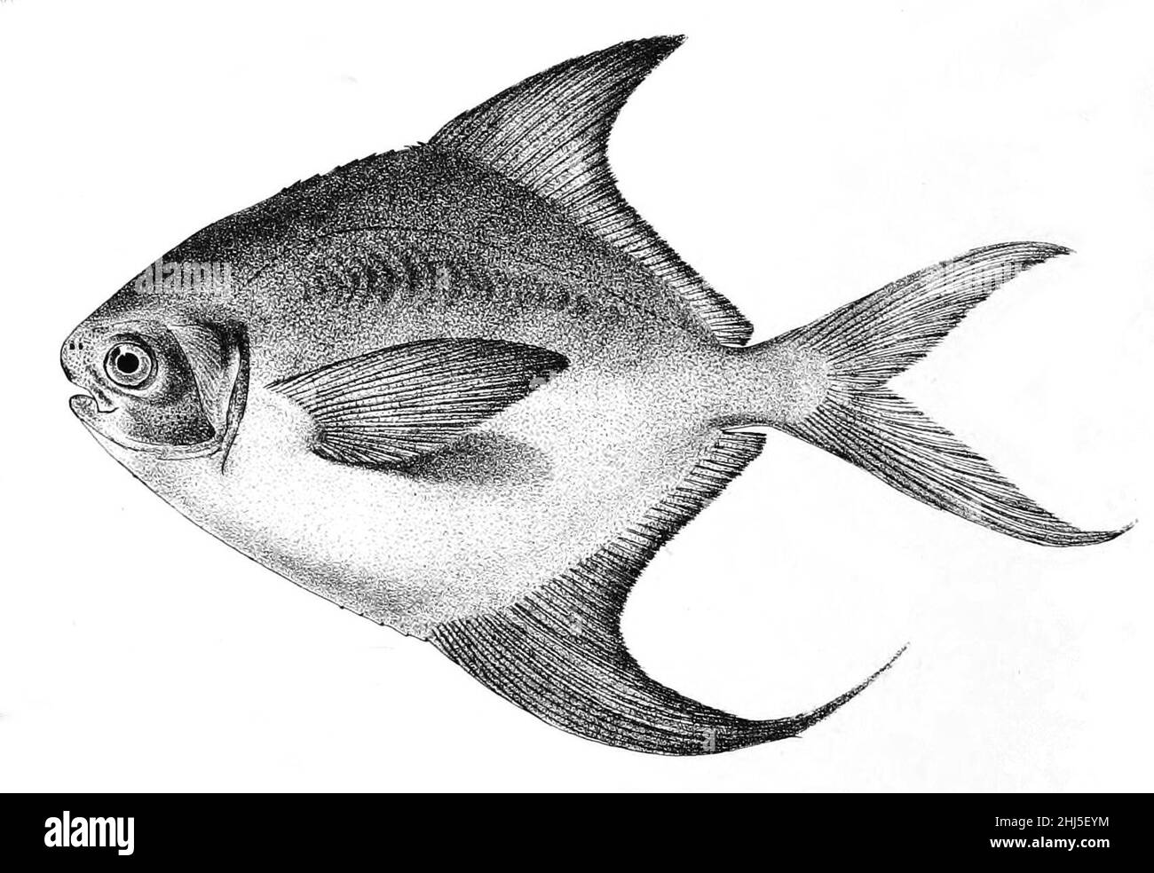 Stromateus cinereus (imm) Ford 53 Stock Photo - Alamy