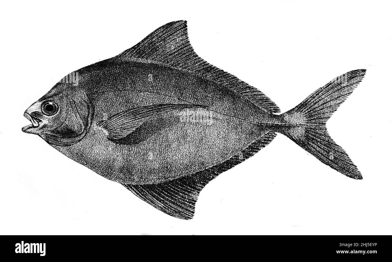 Stromateus High Resolution Stock Photography and Images - Alamy