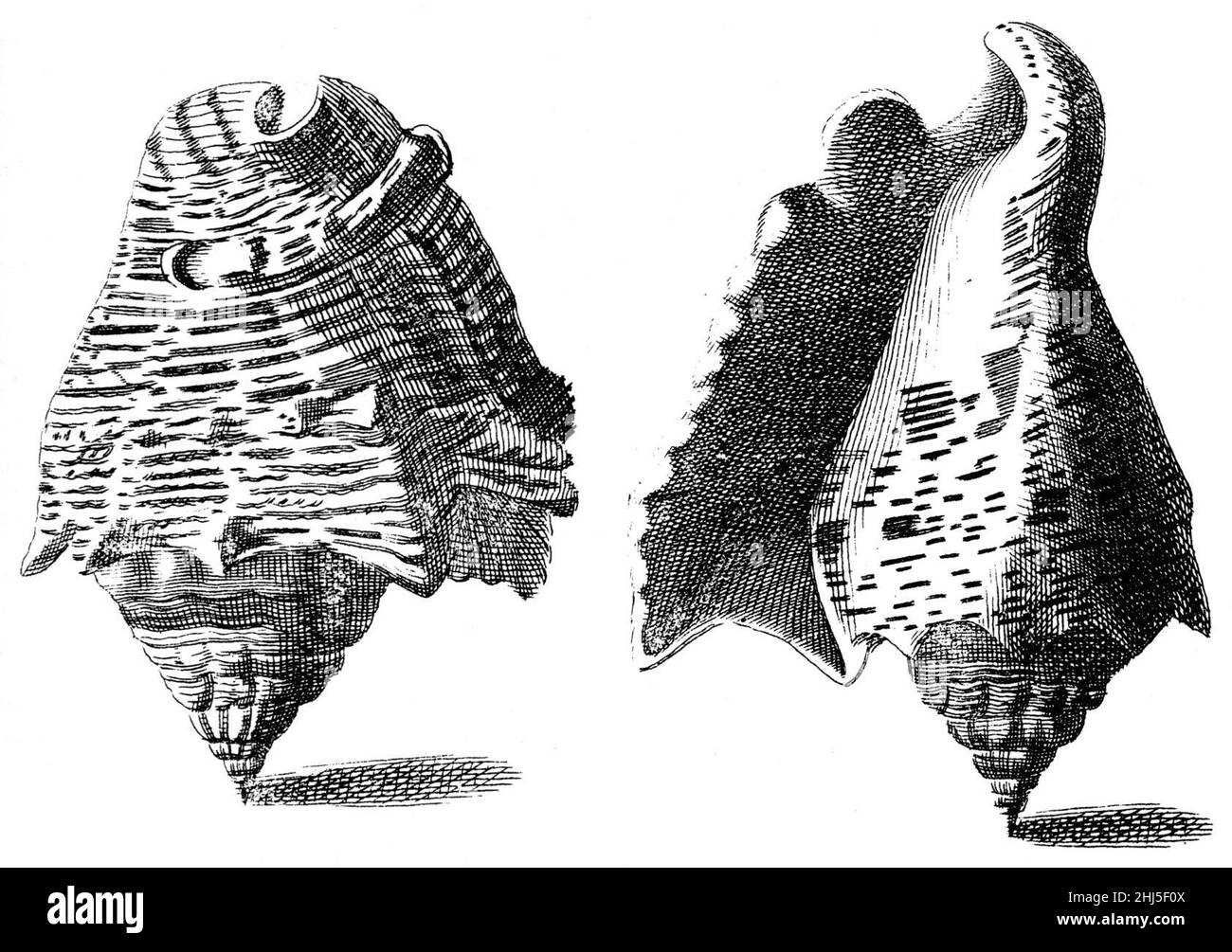 Strombus raninus hi-res stock photography and images - Alamy