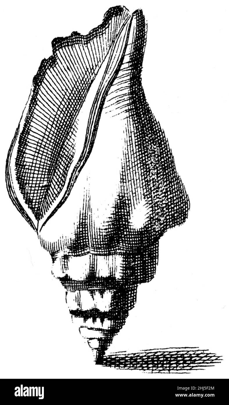 Strombus urceus hi-res stock photography and images - Alamy