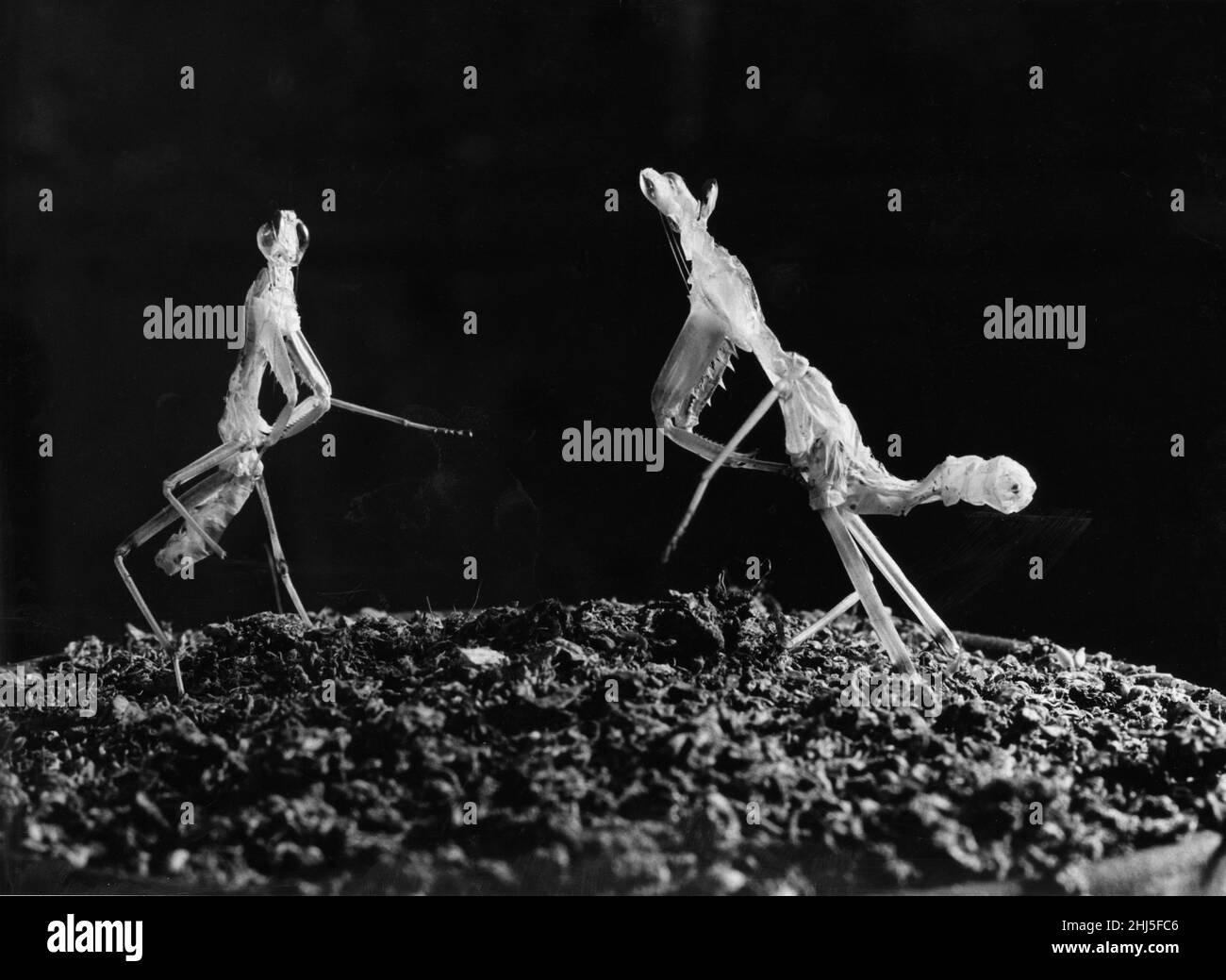 Praying Mantis squaring up to each other. Circa 1960 Stock Photo - Alamy