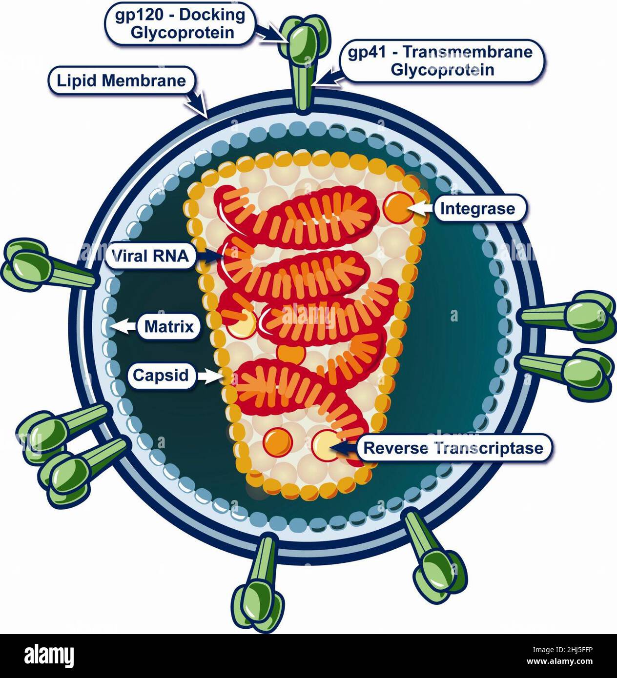 Structure of HIV Stock Photo - Alamy