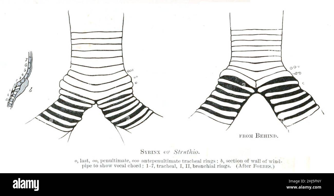 Syrinx Cut Out Stock Images & Pictures - Alamy
