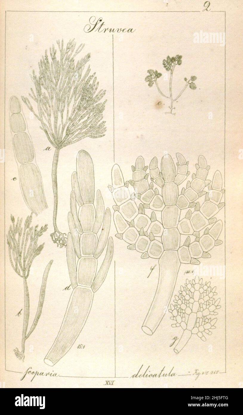 Struvea scoparia, Struvia delicatula Stock Photo - Alamy