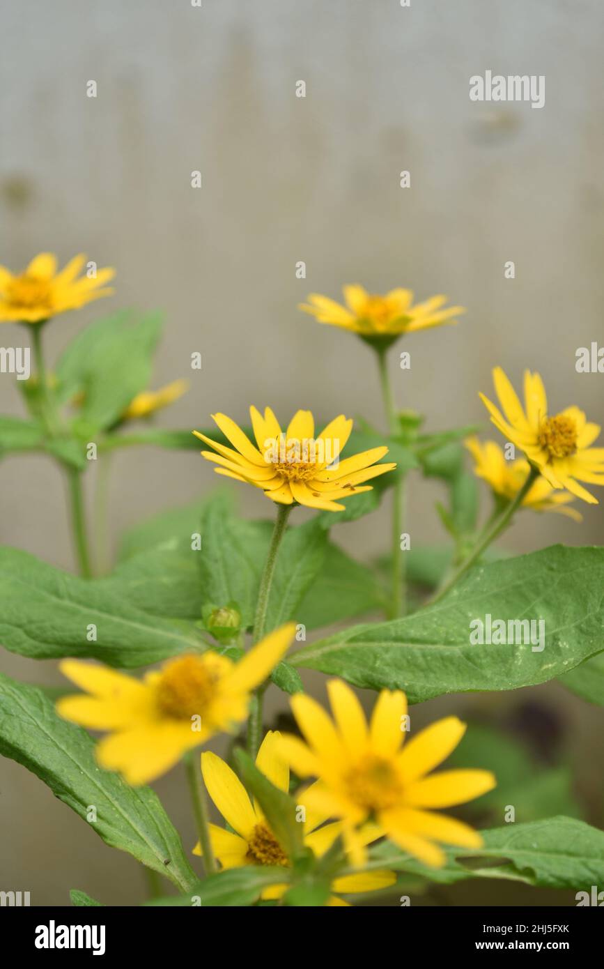 Wedelia flower (Sphagneticola Trilobata).In garden near the house, it's ...