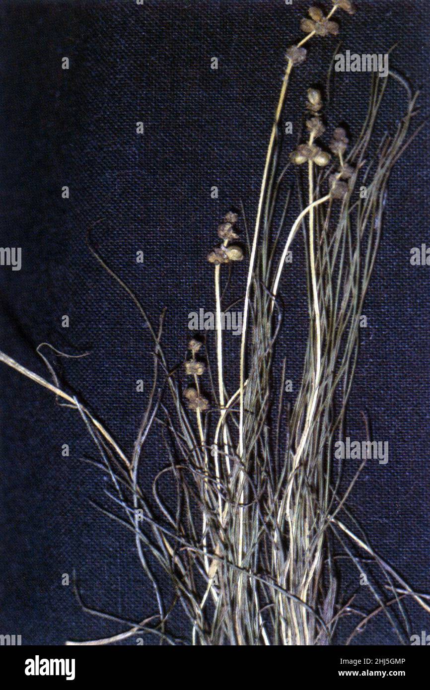 Stuckenia filiformis ssp filiformis NRCS-1 Stock Photo - Alamy