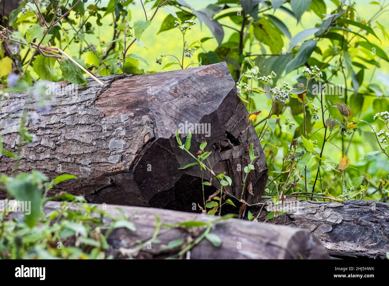 End saw of the tree stumps stocked in the jungle close up shot Stock ...