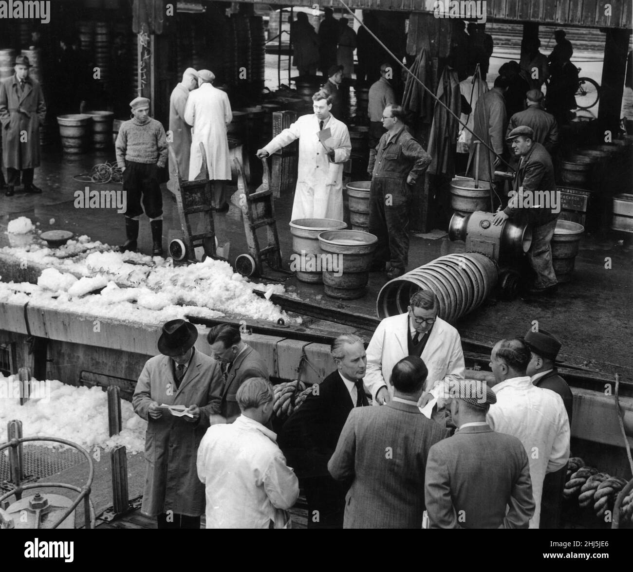 The days catch being auction at Hull's Fish Dock at St Andrew's Dock ...