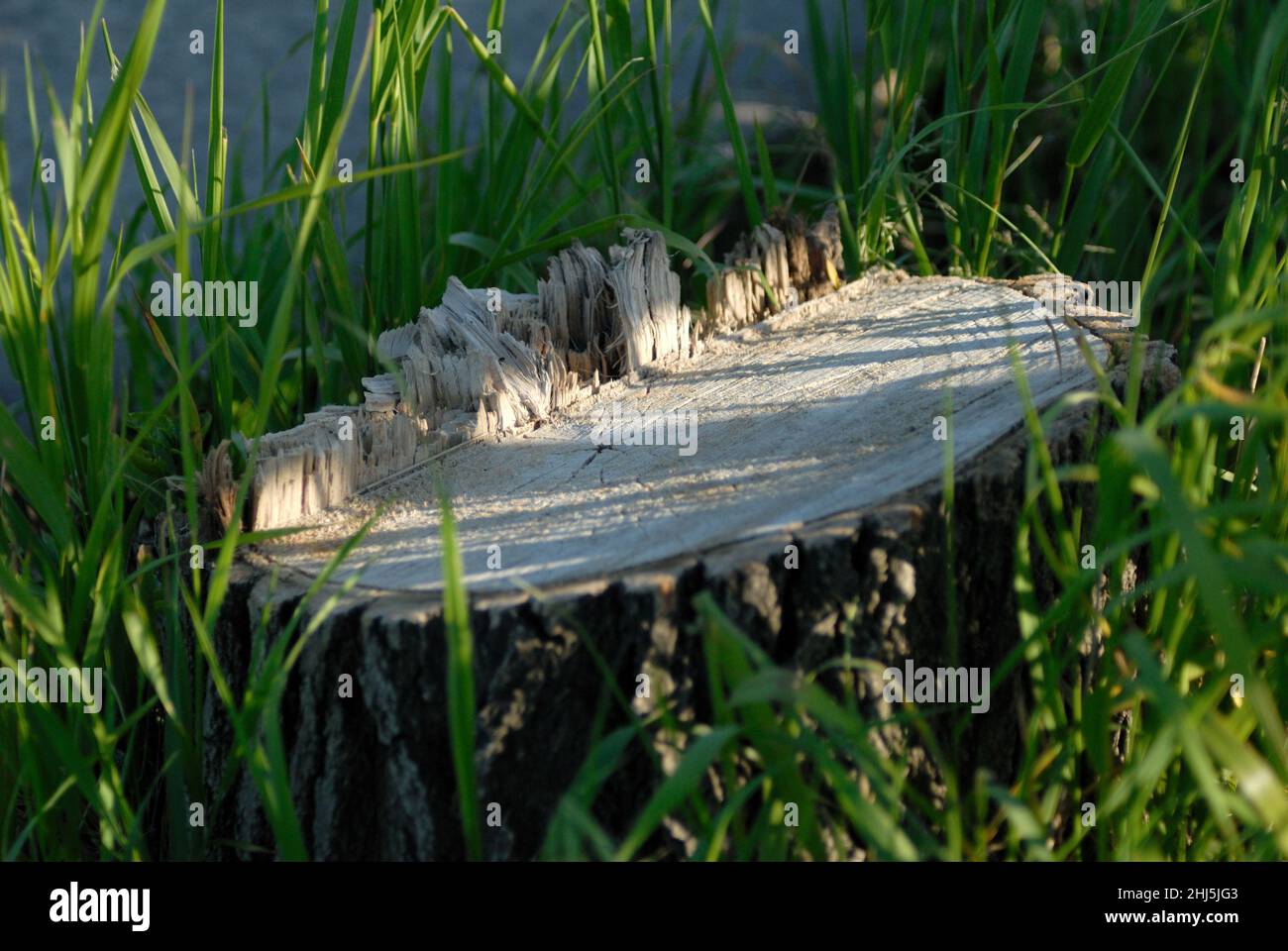 The cut down tree in a grass Stock Photo - Alamy