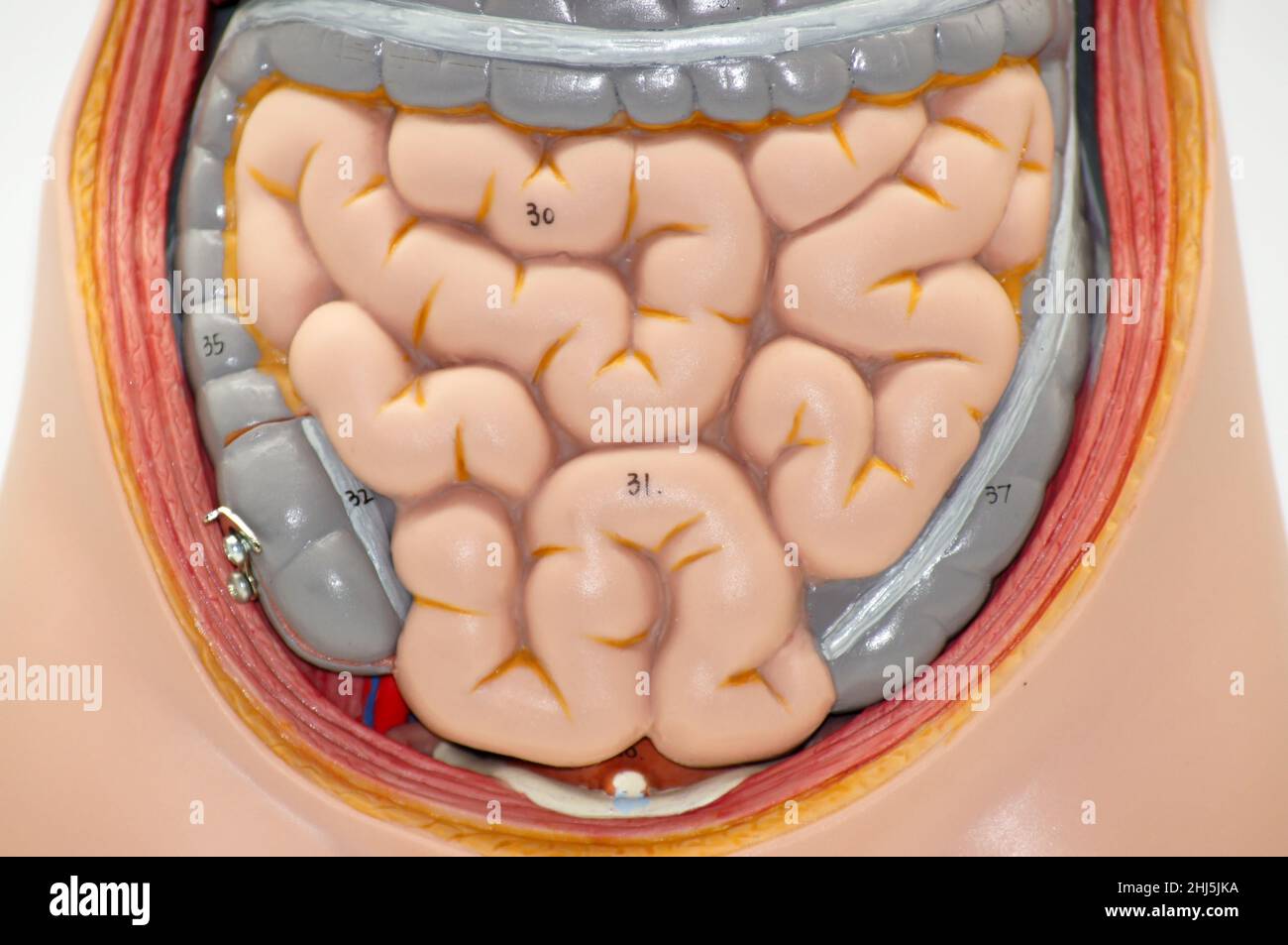 Skin of intestines hi-res stock photography and images - Alamy