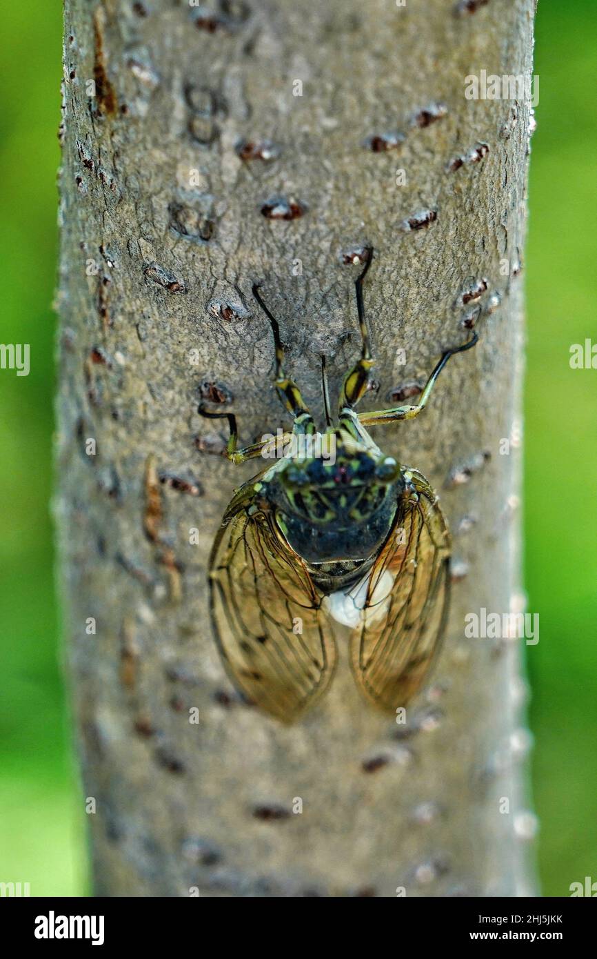 Vertical shot of a tiny colorful cicada crawling on a thin tree Stock ...