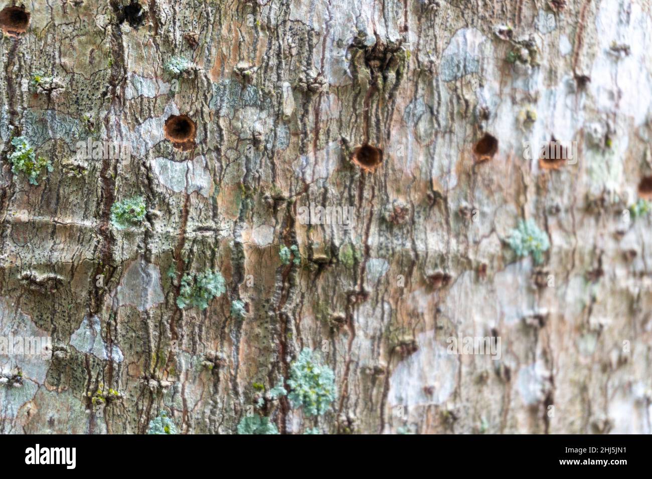 Close-up shot of a cedar tree trunk with holes made by a woodpecker ...