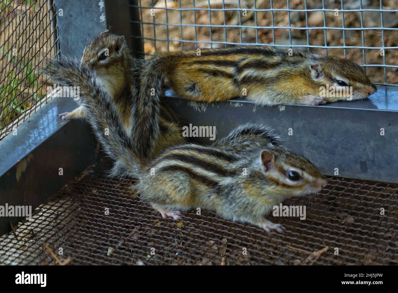 Beautiful tiny striped squirrels in a cage playing with each other Stock Photo - Alamy