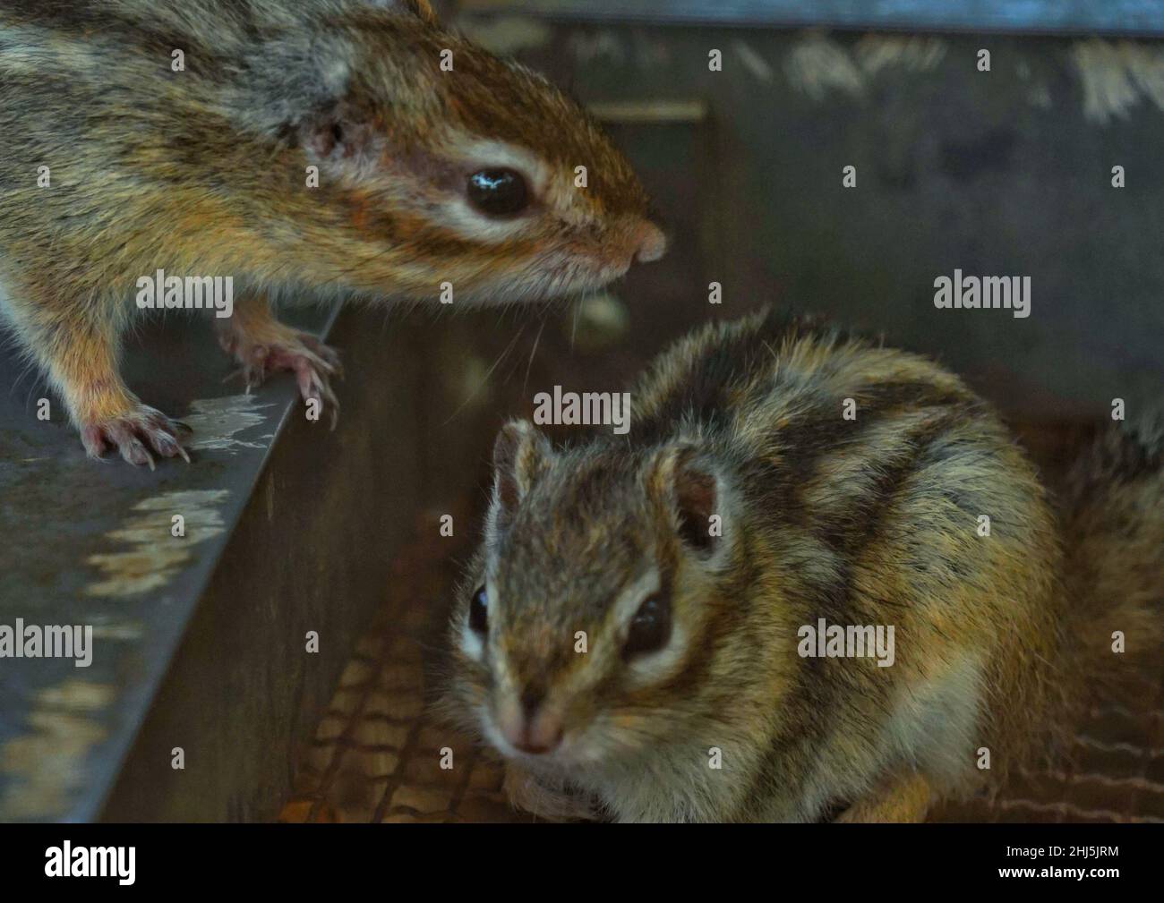 Baby squirrels play hi-res stock photography and images - Alamy