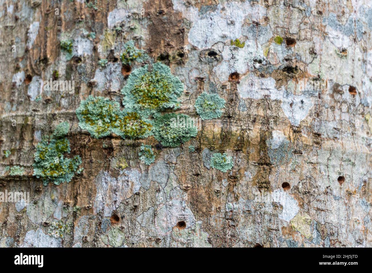 Close-up shot of a cedar tree trunk with lichens spots and holes on it ...