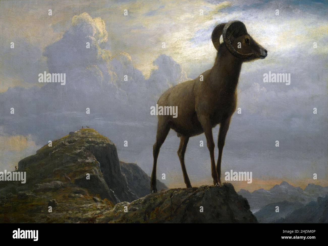 Ram study hi-res stock photography and images - Alamy