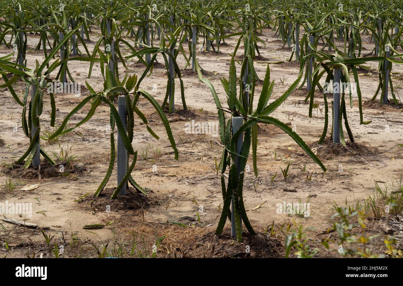 Dragon fruit production hi-res stock photography and images - Alamy