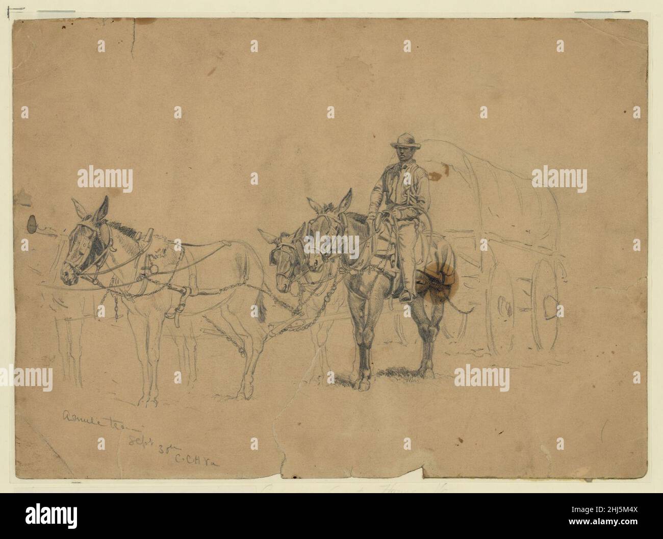 Mule team and driver hi-res stock photography and images - Alamy