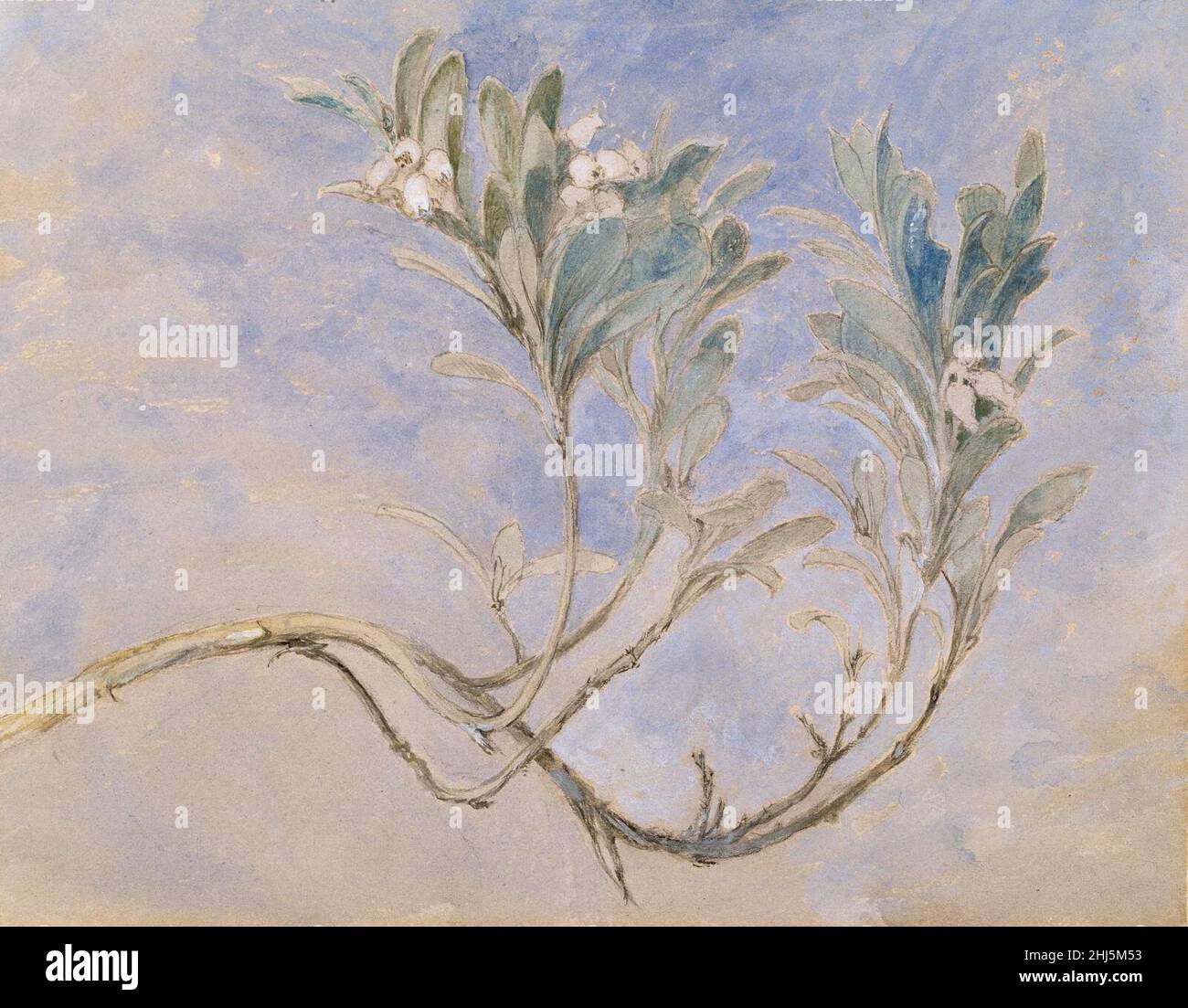 Study of a Sprig of a Myrtle Tree by John Ruskin Stock Photo - Alamy