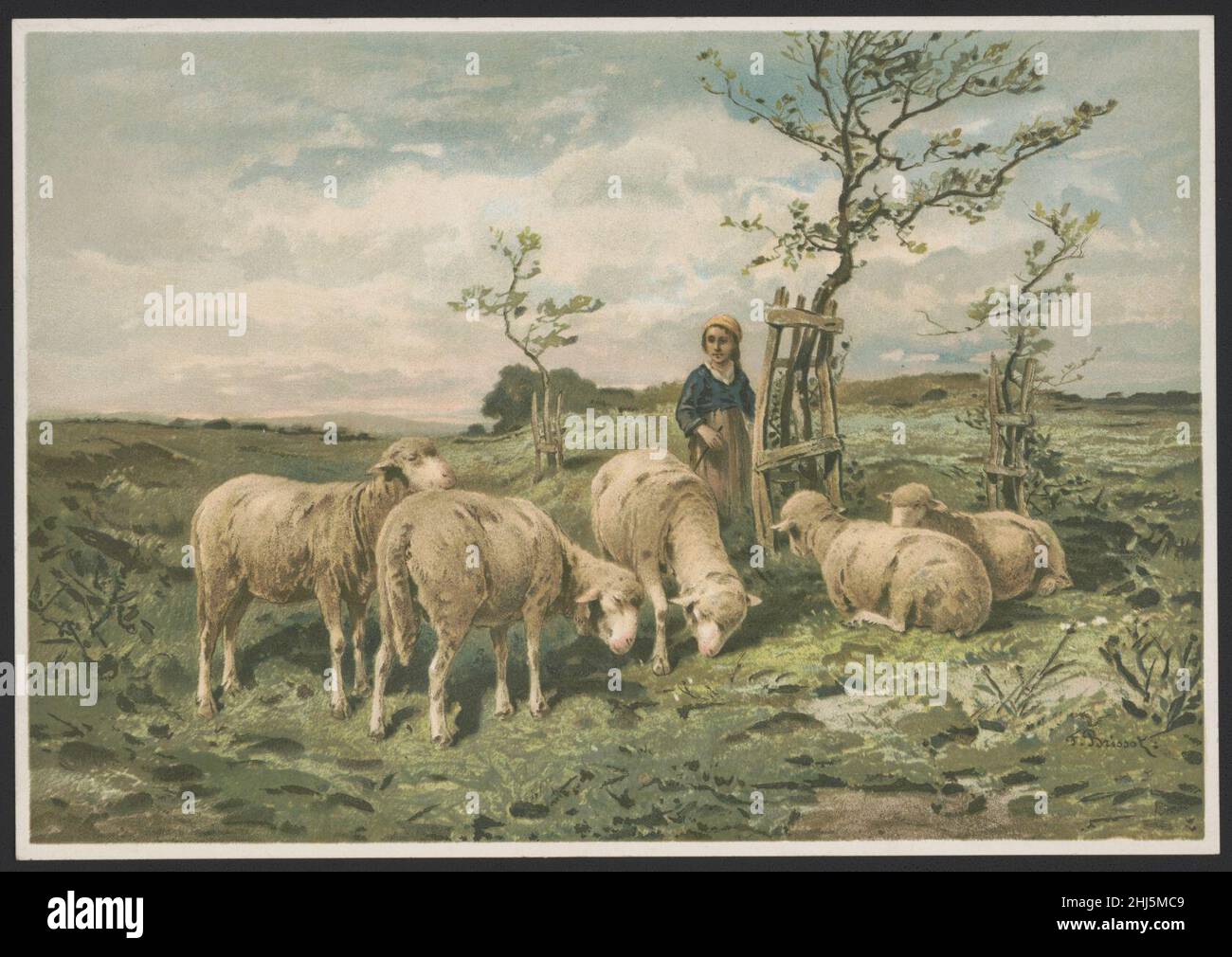 Study of sheep hi-res stock photography and images - Alamy