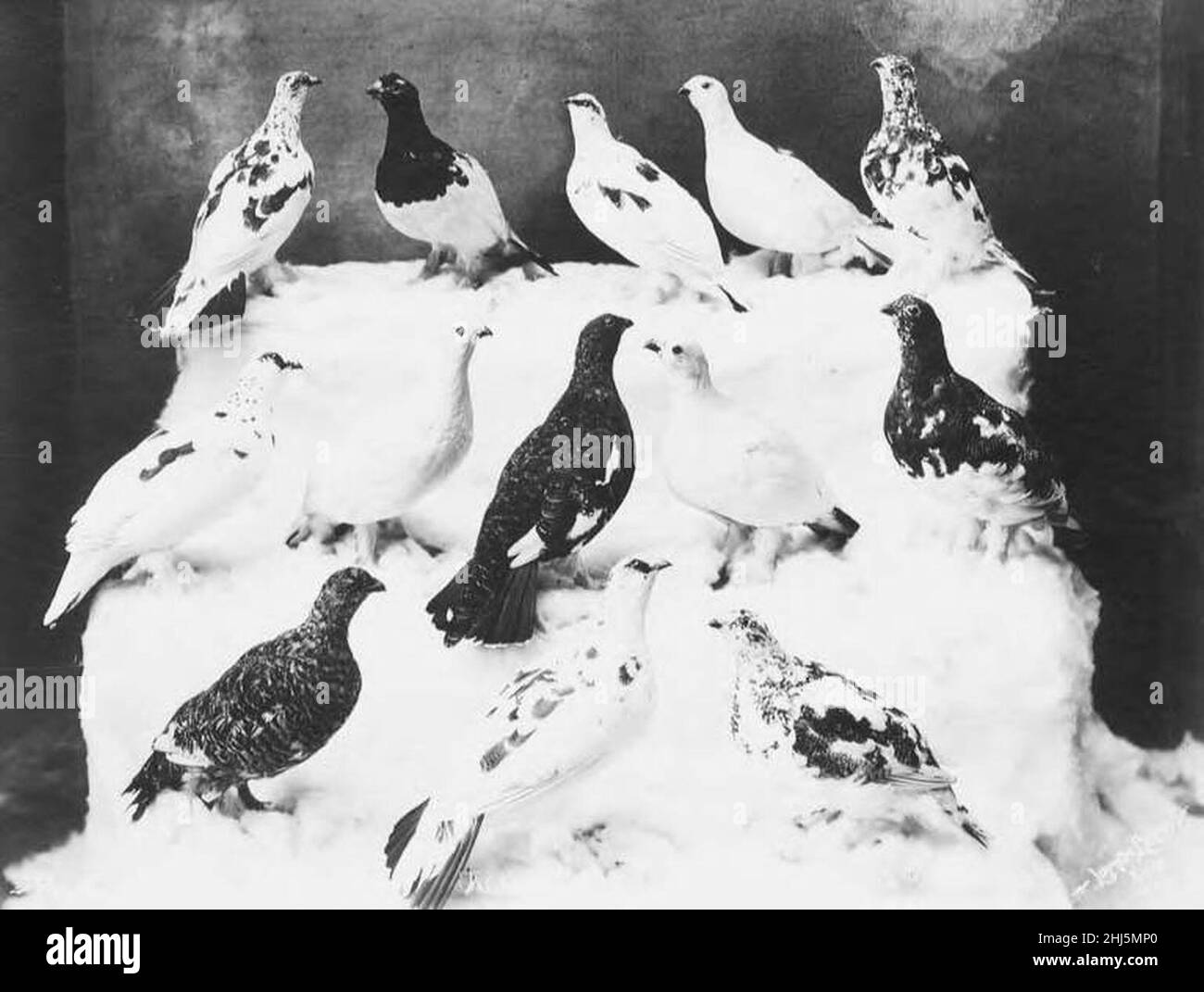 Stuffed ptarmigans, Nome, Alaska, 1903-1907 (AL+CA 6362 Stock Photo - Alamy