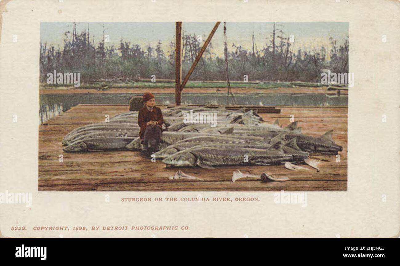 Sturgeon on the Columbia River, Oregon Stock Photo - Alamy